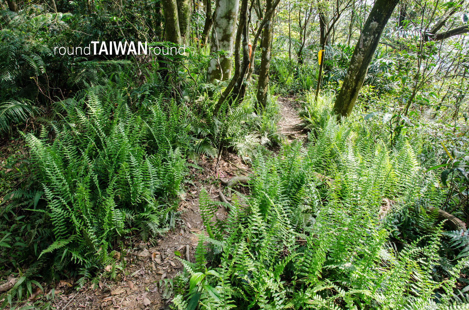 Crocodile's Head Trail - North Coast Attractions Recommended | Round ...